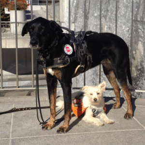 Service Dog Quiz – Growing Up Guide Pup